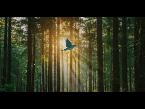 Fly_Bird_Animation | HTML, CSS | #coding #programming #html #css - YouTube