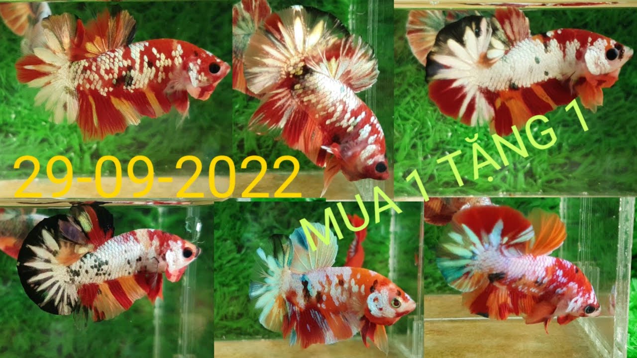 đợt cá 29-09 VIP tuyển chọn | koi nemo galaxy , multicolor đẹp, MUA ...