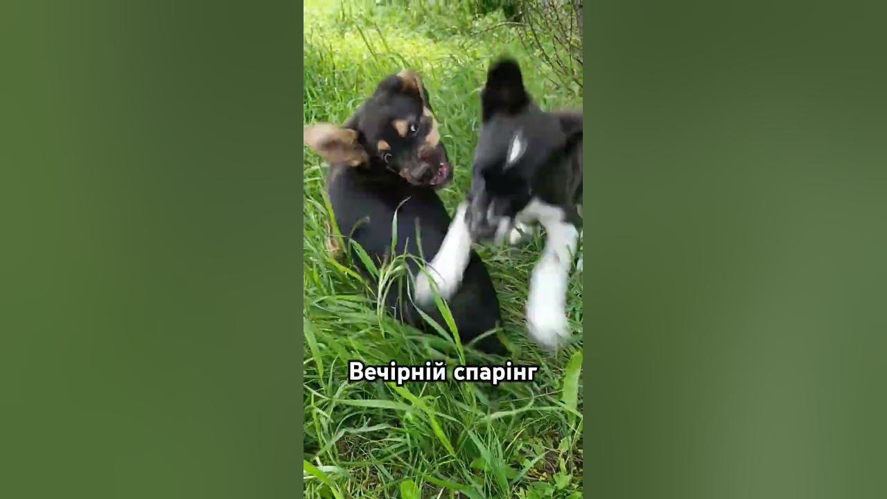 Коли були молоденькі собакєни і Амур Зіфірчика нажаль вже немає😥 Cute