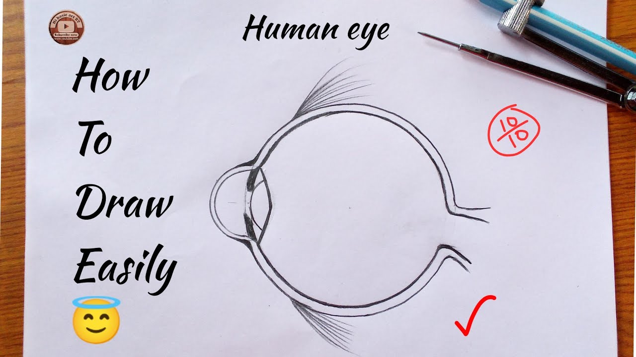 How to draw human eye diagram step by step | labelled diagram of human ...