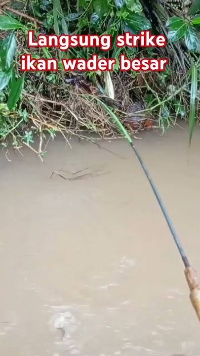 mancing ikan wader besar #shortvideo #mancingikanwader #mancingwaderbesar #mancingwader - YouTube