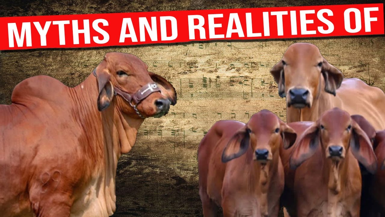 🔴RED BRAHMAN Cattle Myths and Realities Biggest Bulls And Cow - YouTube