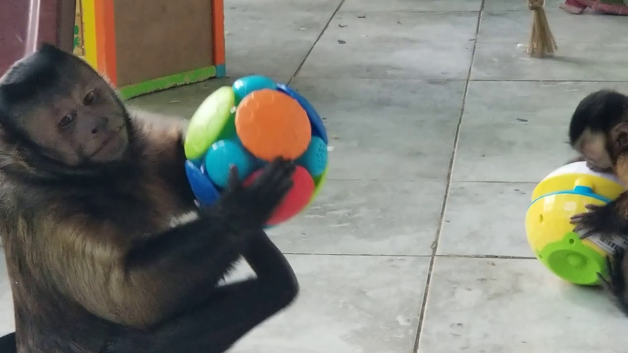 Monkeys Playing With New Toys - YouTube