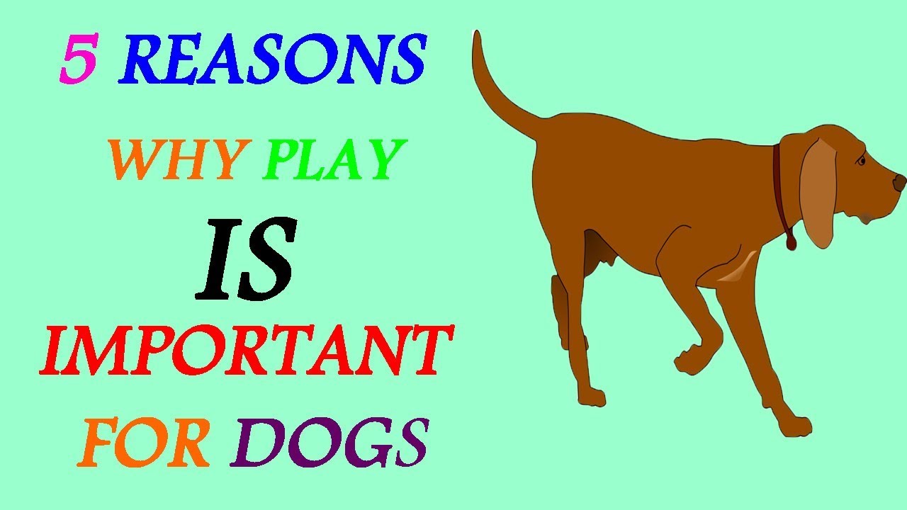 5 reasons why play is important for dogs - YouTube