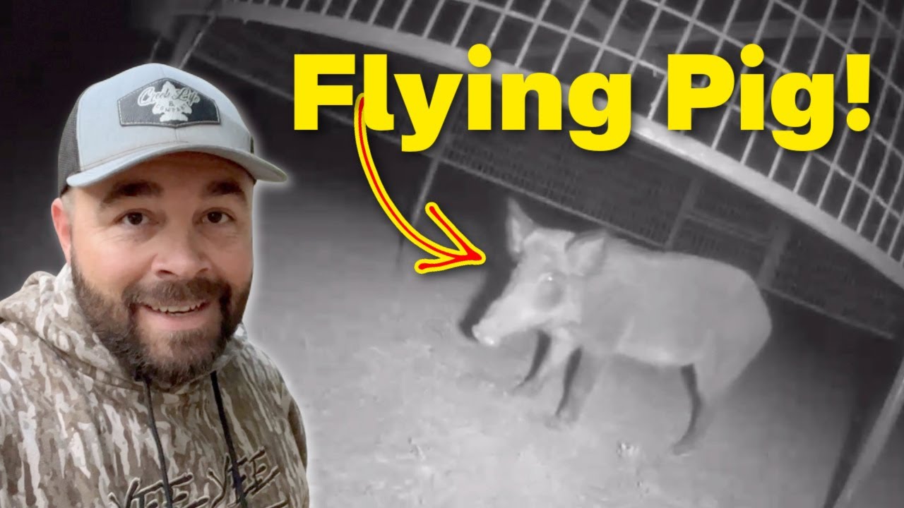Trapping Flying Pigs! - YouTube