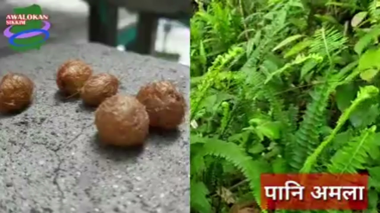 Sugar level, jaundice cured by your home herbal plant pani amala ...