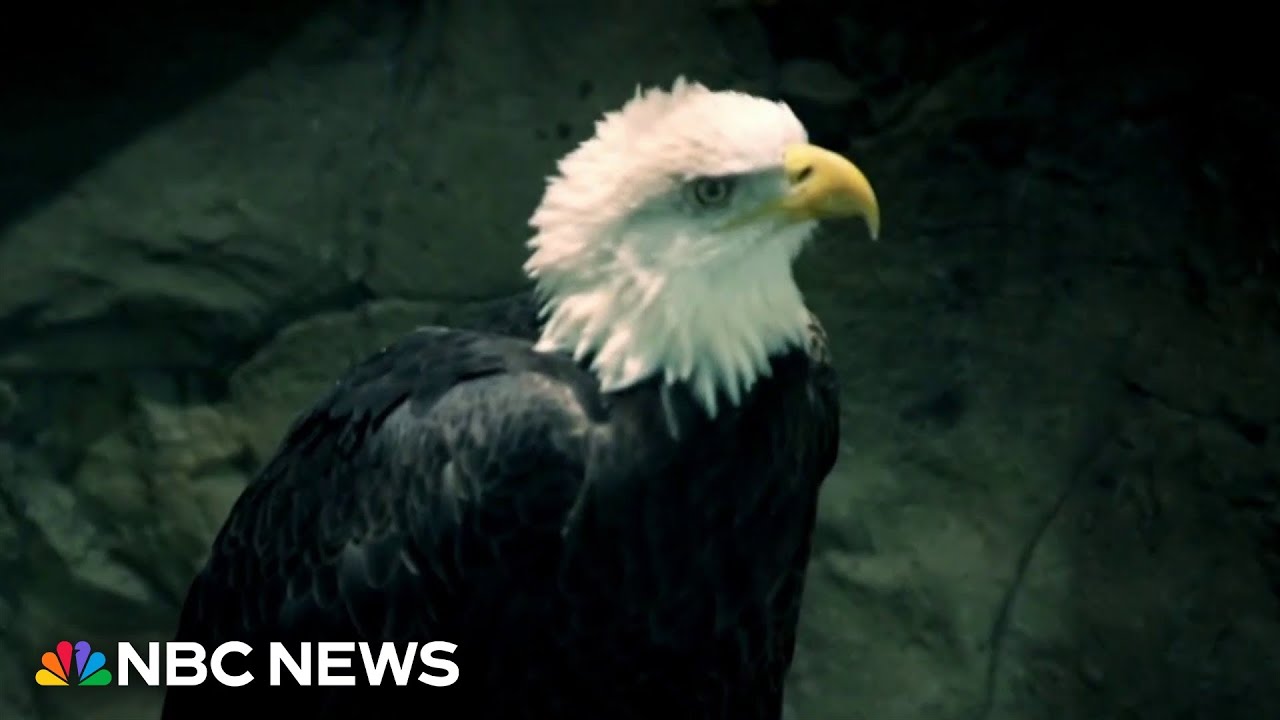 Inside the ‘incredible journey’ to make the bald eagle the official U.S ...