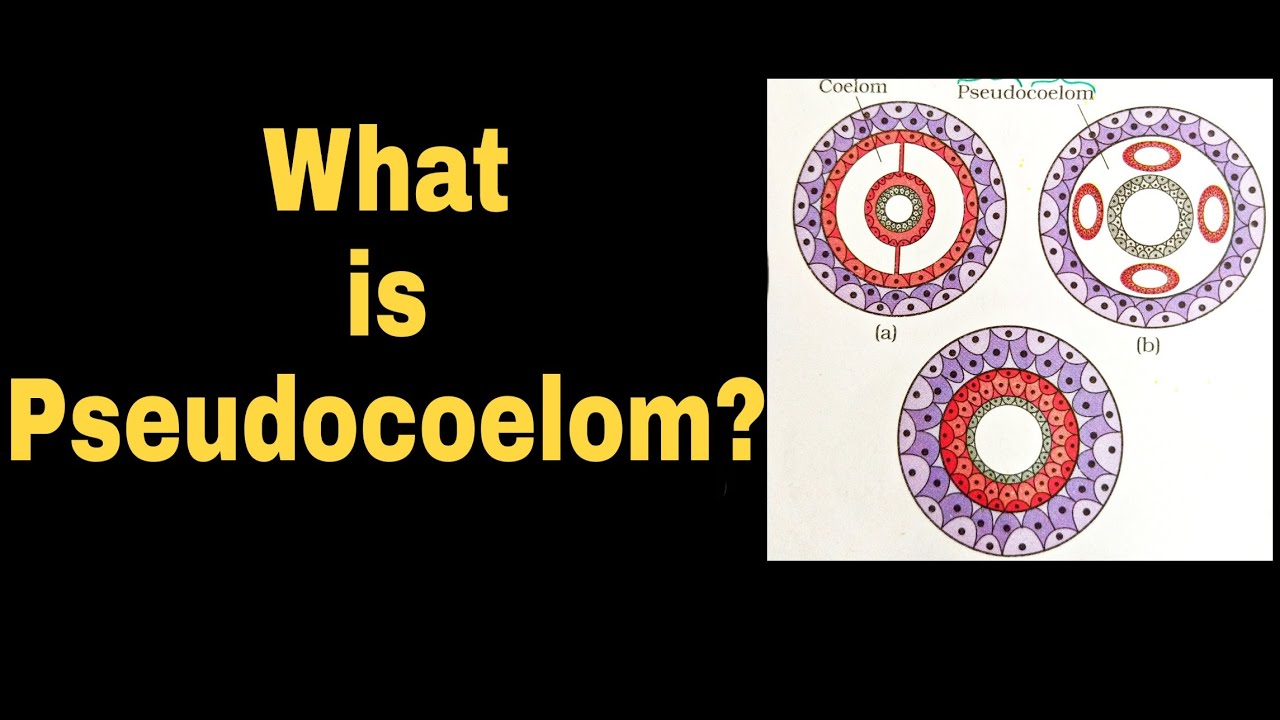 What is Pseudocoelom ? - YouTube