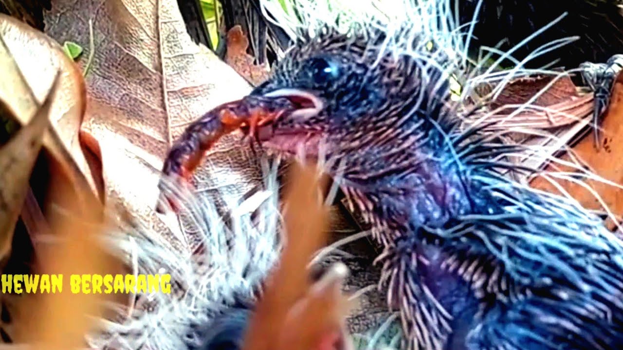 Anak bubut alang alang makan lipan besar - YouTube