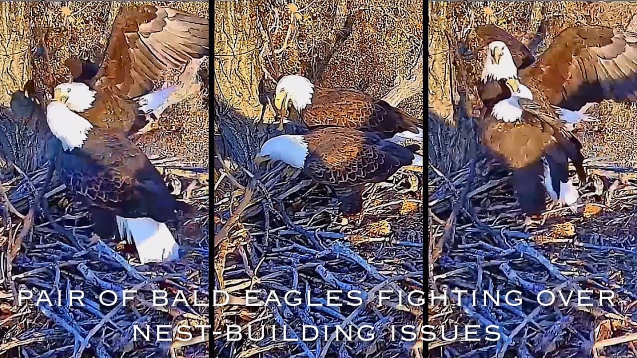 #9🦅Fort St.Vrain Eagle Nest／Xcel Energy Fort St. Vrain Eagle Cam - YouTube