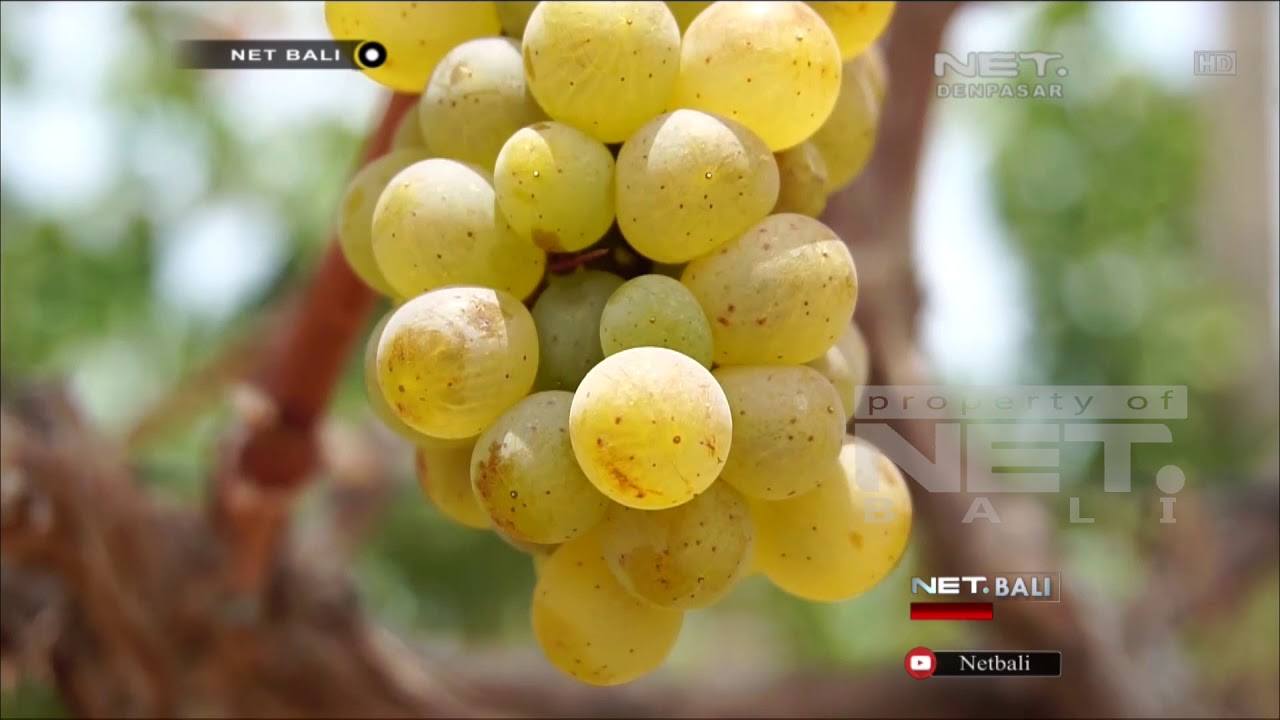 ANGGUR JENIS SYRAH BERHASIL TUMBUH DAN BERBUAH DI BULELENG BALI - YouTube