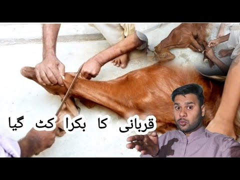 Qurbani Ka Bakra Cut Gaya | Bakra Eid Qurbani 2024 | - YouTube