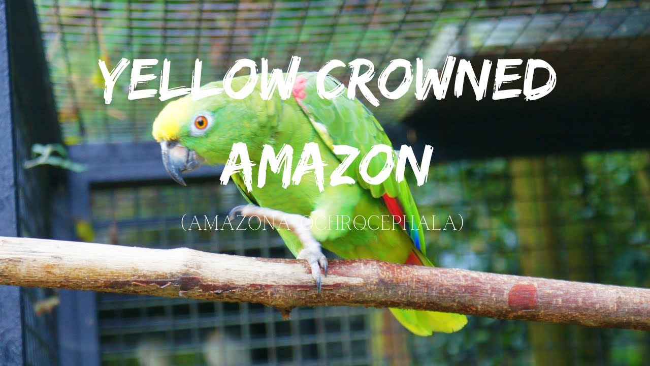 Yellow crowned amazon - Amazona ochrocephala - YouTube