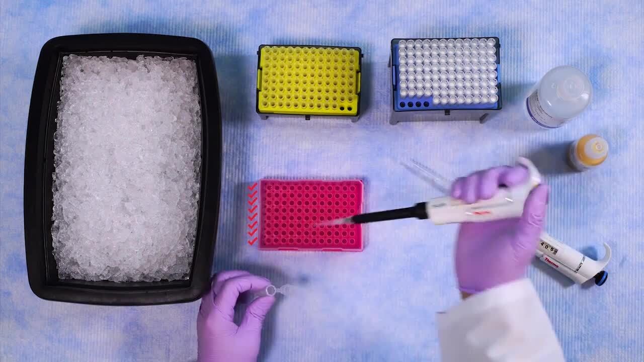 How to Purify Sequencing Reactions with the BigDye XTerminator Kit ...