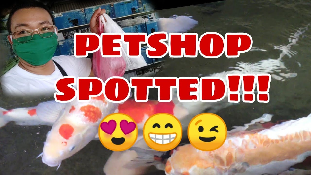 AQUARIUM FISH STORE TOUR #1: KITT'S FISH SHOP KABANKALAN + SHOUT OUTS ...
