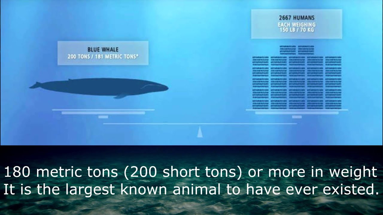 BIGGEST Real Living Animal EVER Recorded in the Ocean- Blue Whale - YouTube