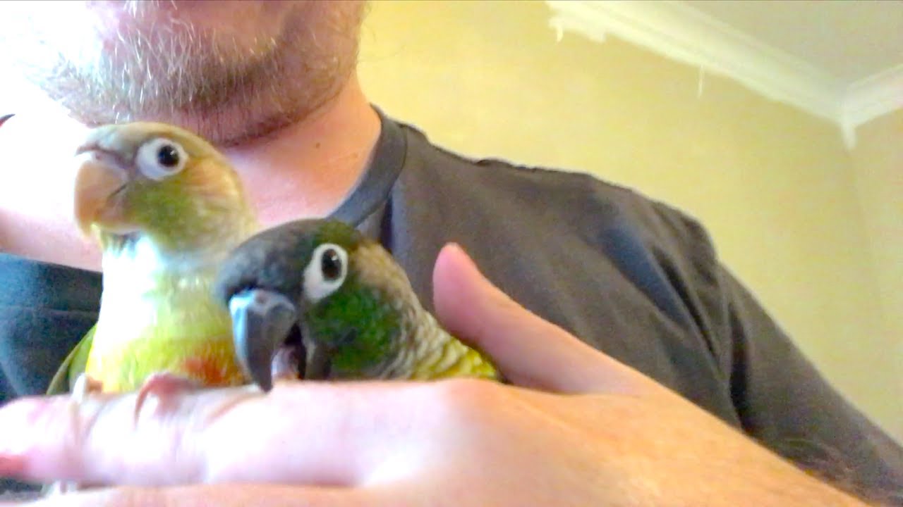 Cuddle Chickens! (2019-02-05) - YouTube