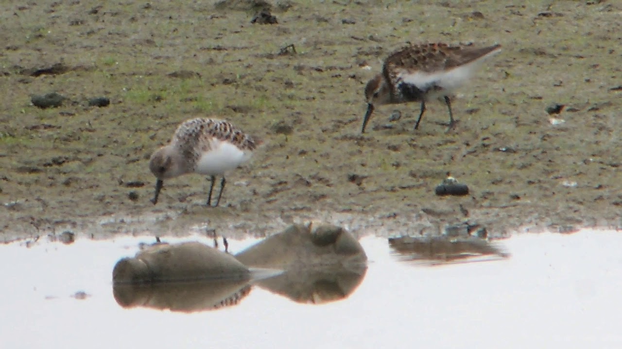 Sanderlings and Dunlin, Clifford Hill GP, 25th May 2018 - YouTube