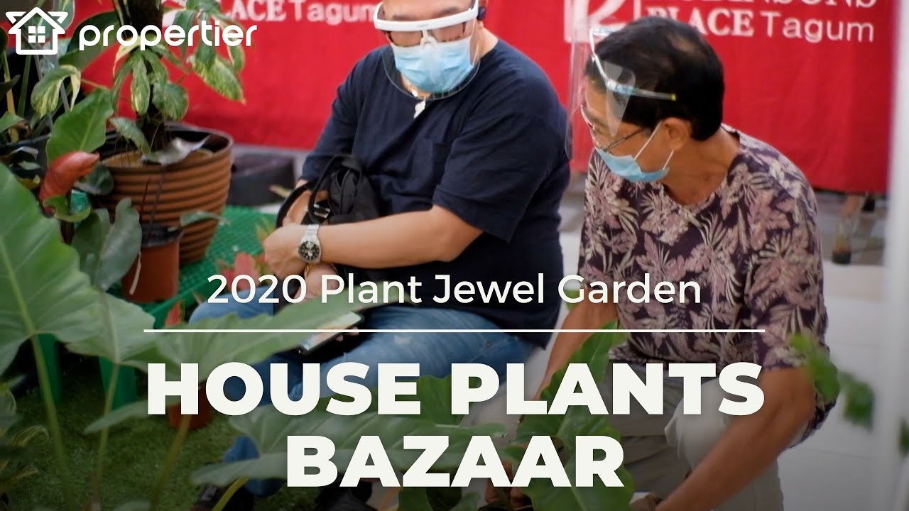 Rare Plants, Aroids, Succulents | 2020 House Plants Bazaar | Plant ...