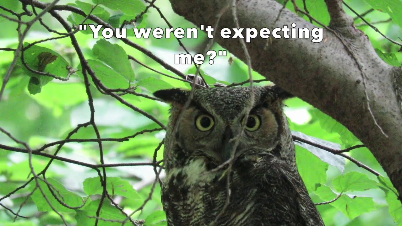 Surprise Owl Encounter - YouTube