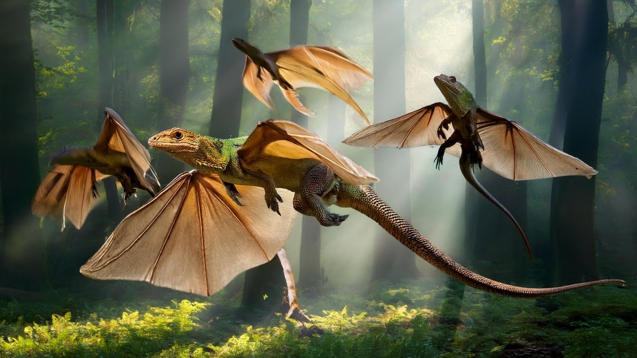 Kadal Terbang Yang Semakin Jarang (Cekibar) #animals #ekosistem #Kadal ...