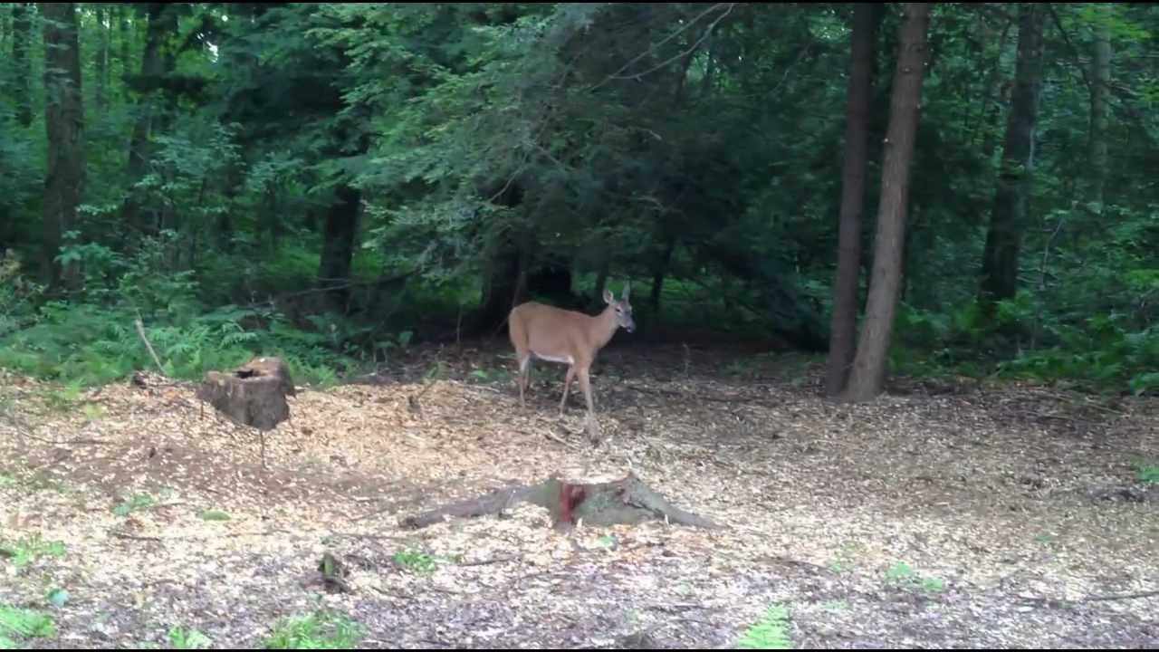 Angry Deer! - YouTube