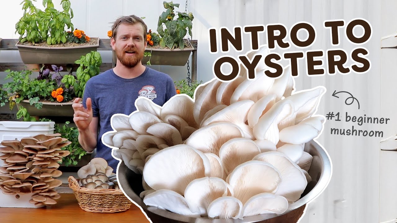 New to growing oyster mushrooms? Start here! - YouTube