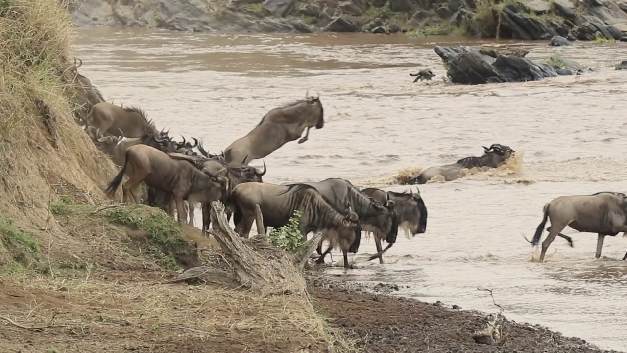 The Great Migration - Mara River Crossing - YouTube