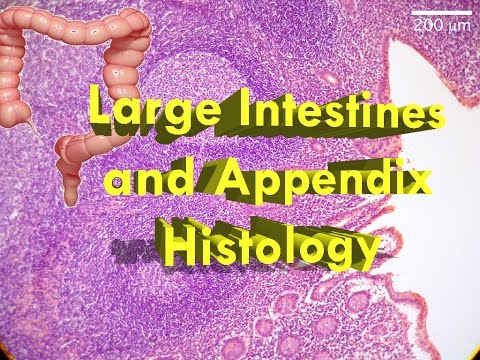 Large Intestines and Appendix Histology - YouTube