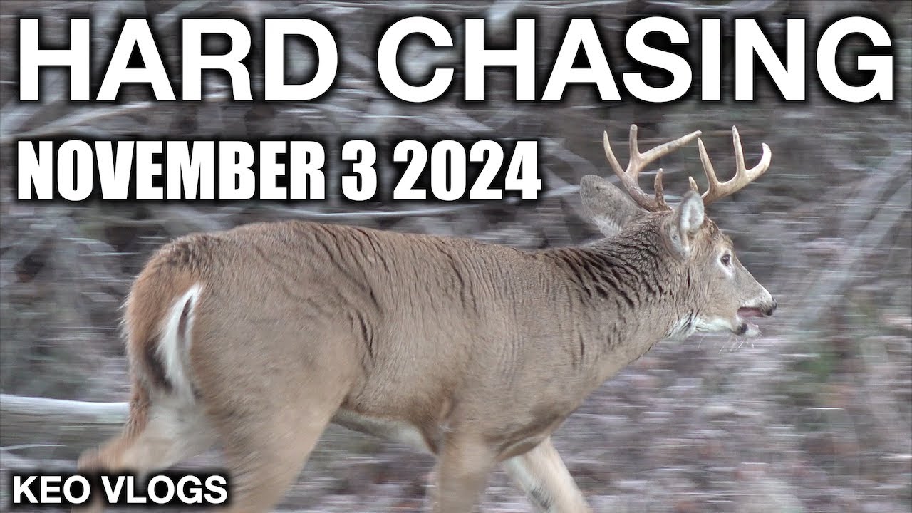 RUT CRAZED Bucks Chasing Doe Everywhere - YouTube