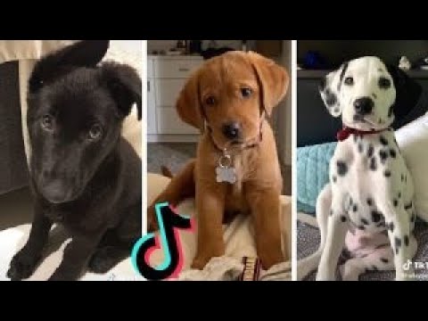 TİKTOK BEST OF ANİMAL VİDEOS TATLI HAYVANLAR🐾#TİKTOK#ANİMALS#CUTE#KİTTEN#DOG#KEDİ#KÖPEK