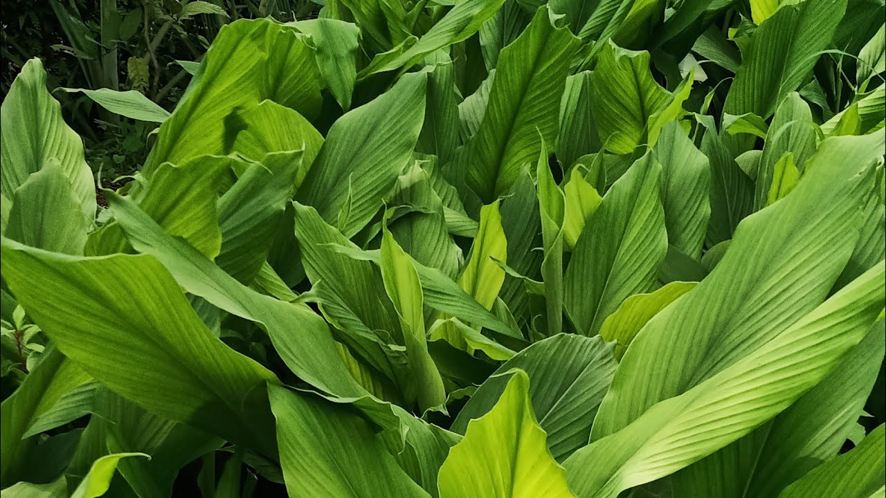 Haldi Plant Turmeric Plants 2025 in Goa - YouTube