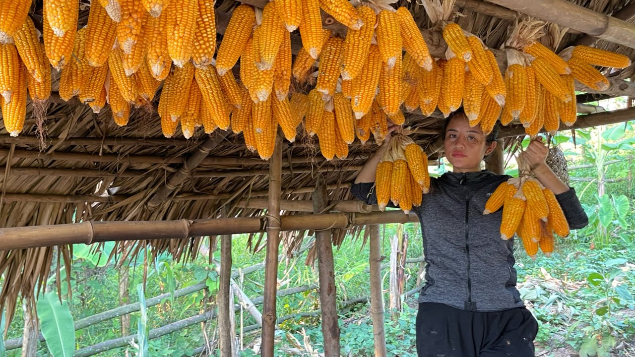 How to build a farm. Preserving maize seed, planting more rice. EP.54 ...