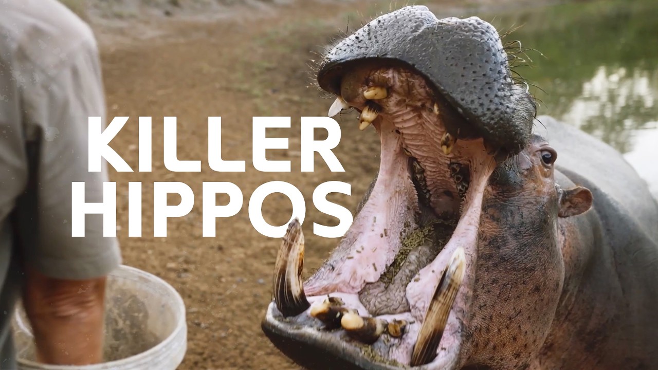 HIPPOS VS HUMANS | Africa's Deadliest Predators | Carters WAR - YouTube