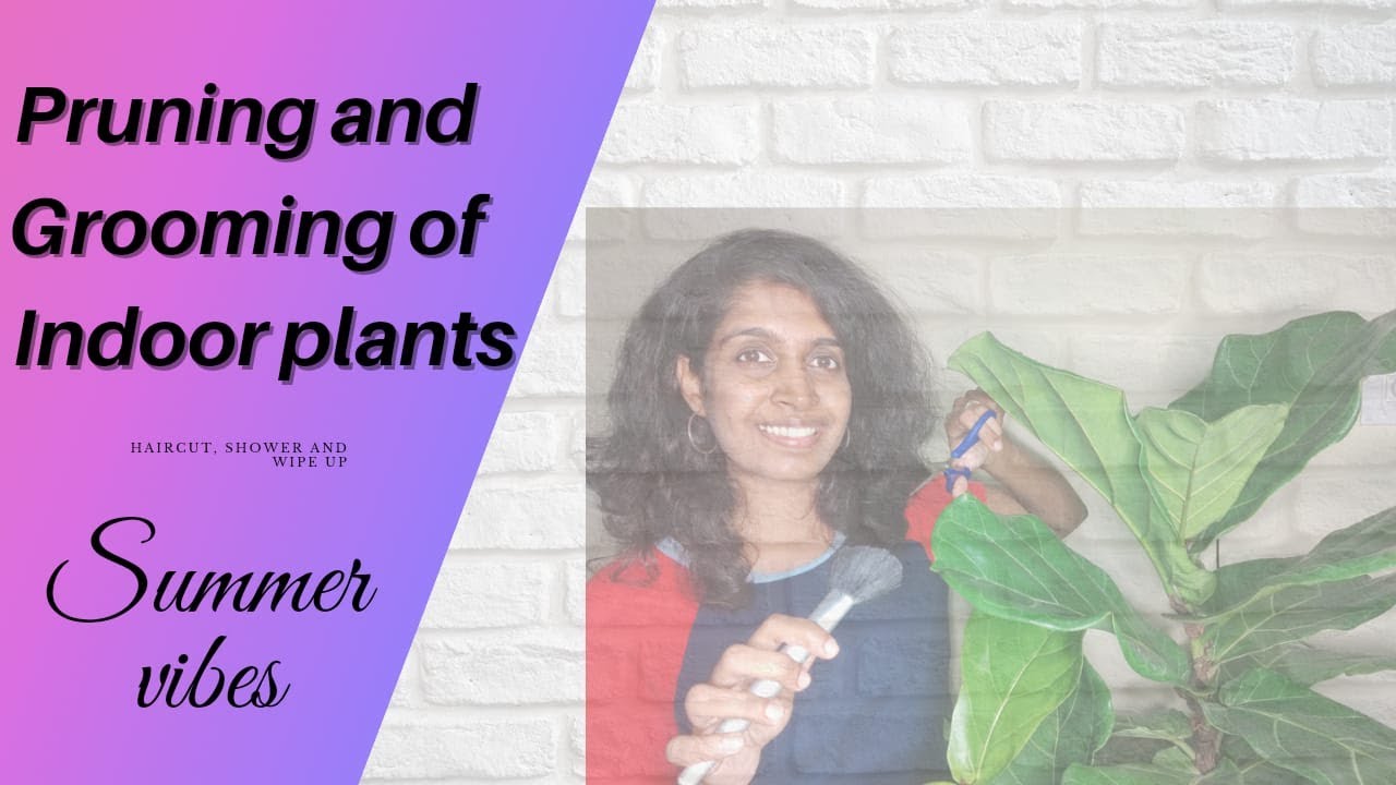 Pruning and Grooming the Indoor Plants | Grooming guidelines for House ...