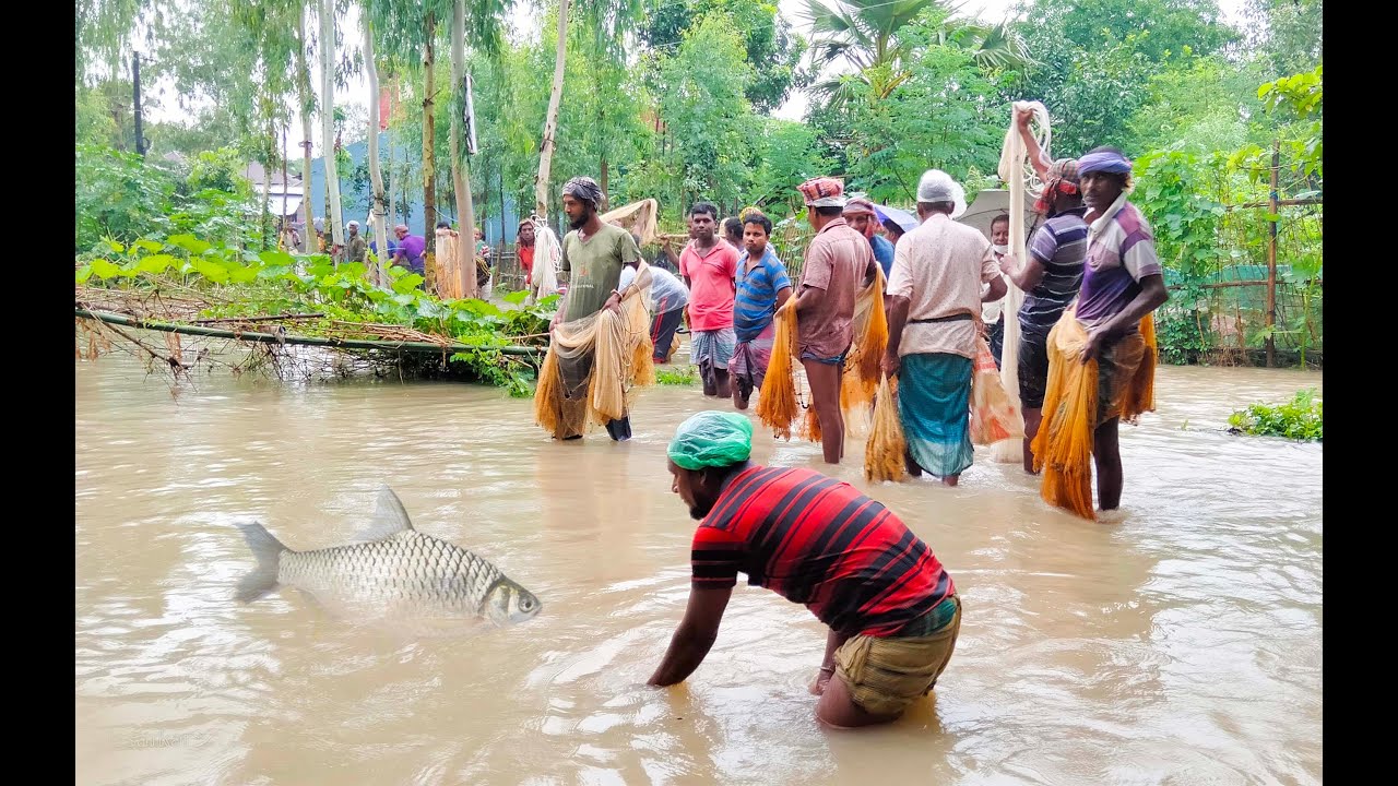 Fishing in Flood Water | Rural Fisherman Catch Fish By Cast Net. [ V-16 ...