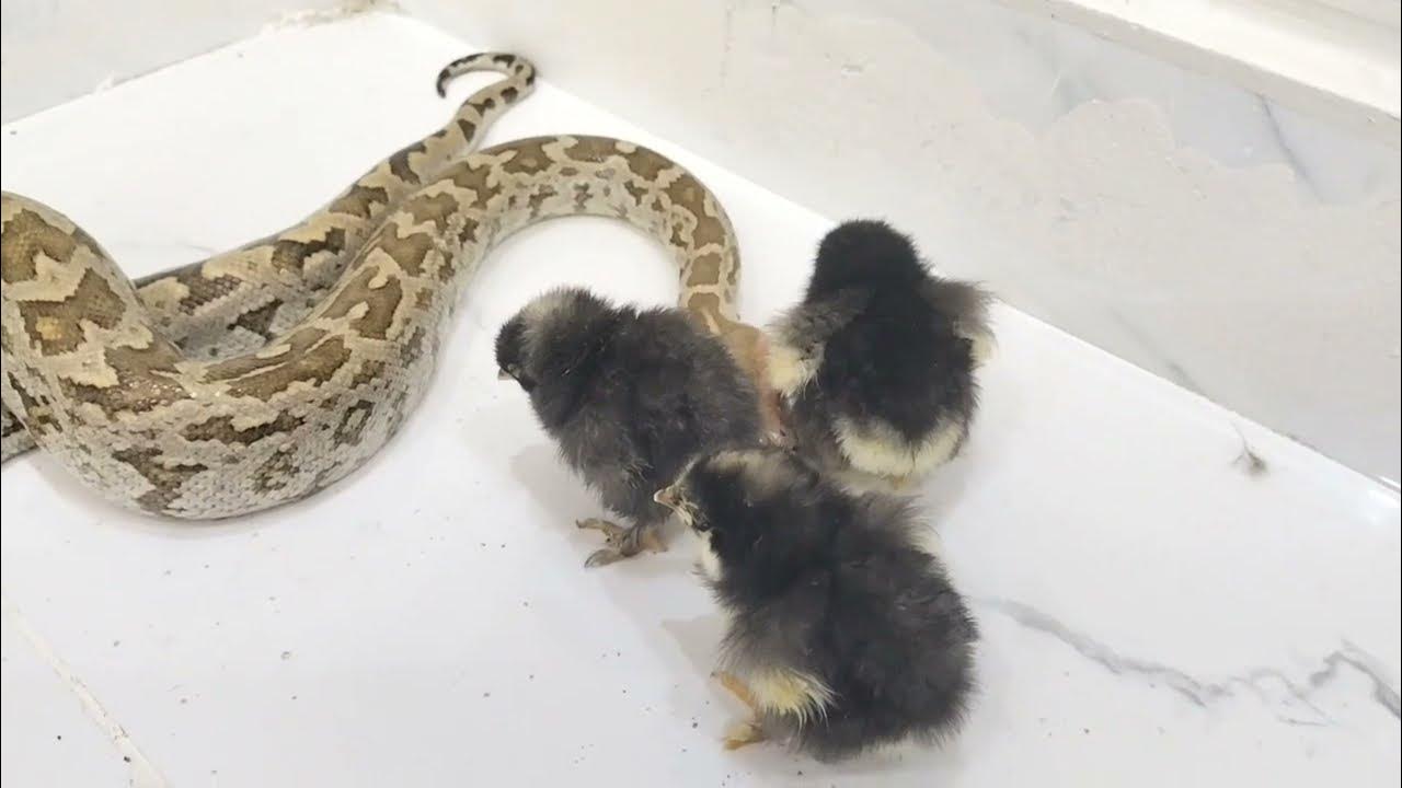 Big size snake 🐍 python eat 3 chicks chicks black colour and big python ...