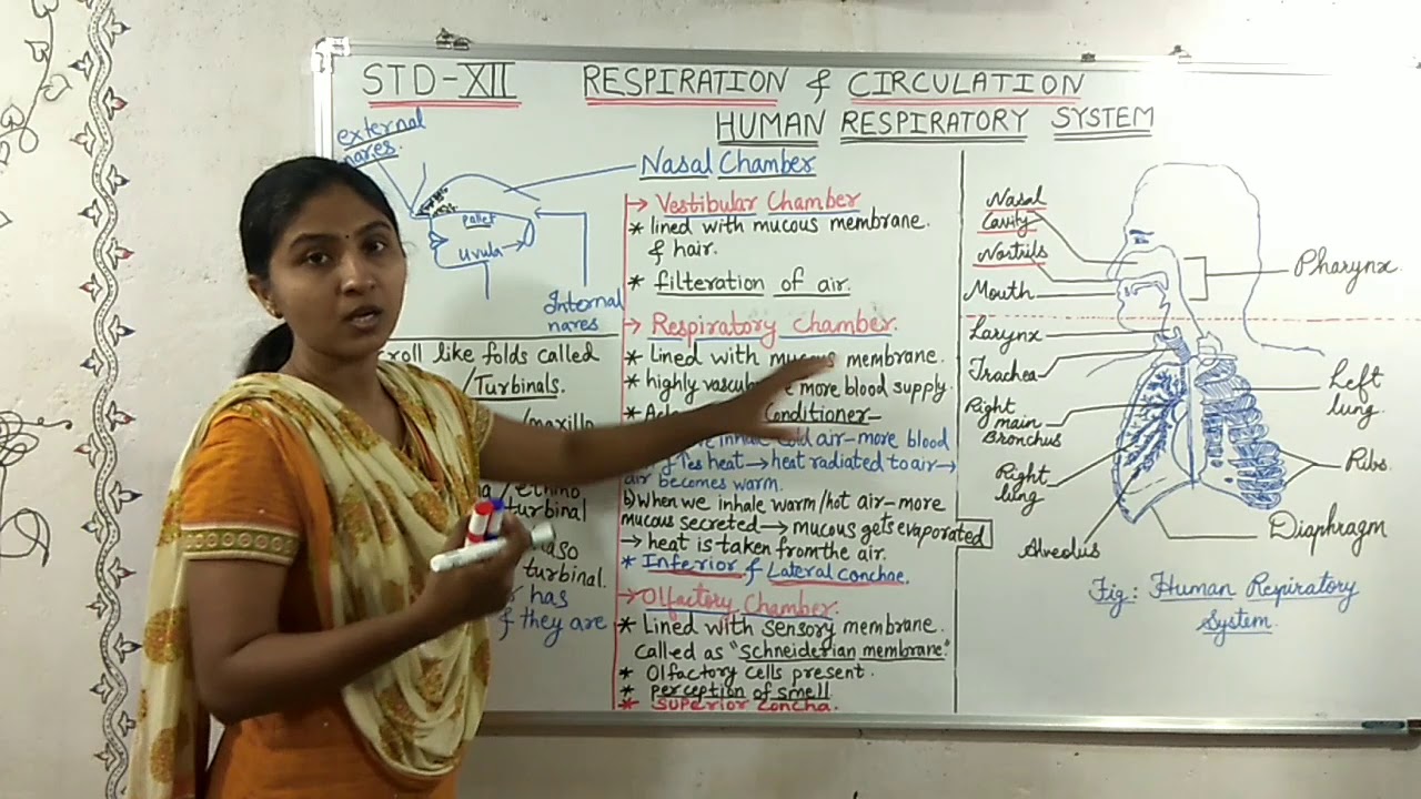 |Std-12th|Biology|8.Respiration & Circulation| Human Respiratory System ...
