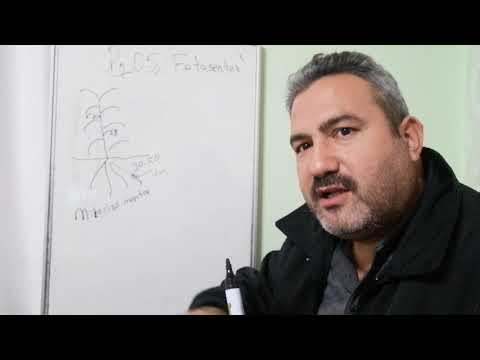 Fosfor, fosfor kaynakları, mikoriza mantar ve homeostatik etki