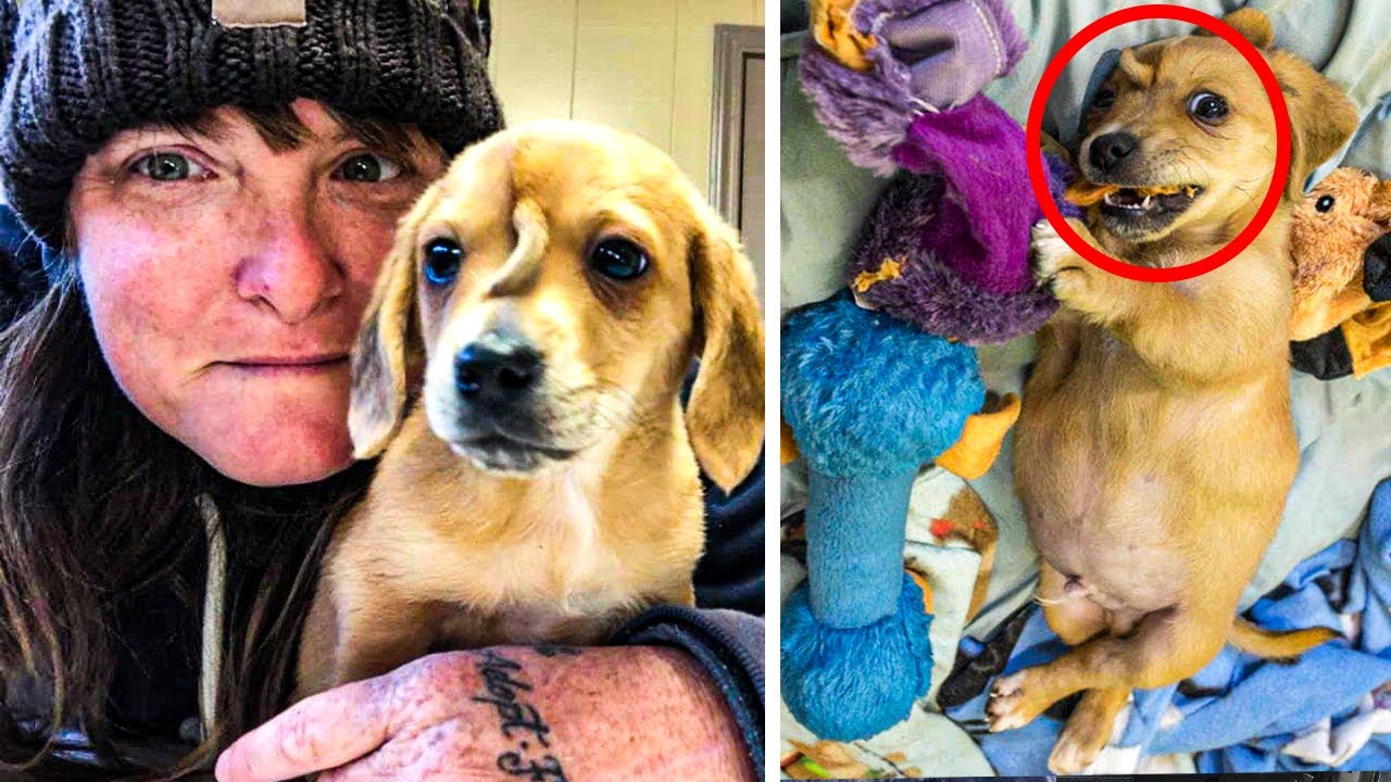 The Story Behind The Dog Born With An Extra Tail is Astonishing - YouTube