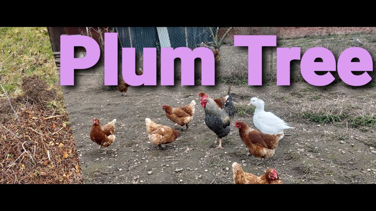How to Plants Plum Tree - YouTube