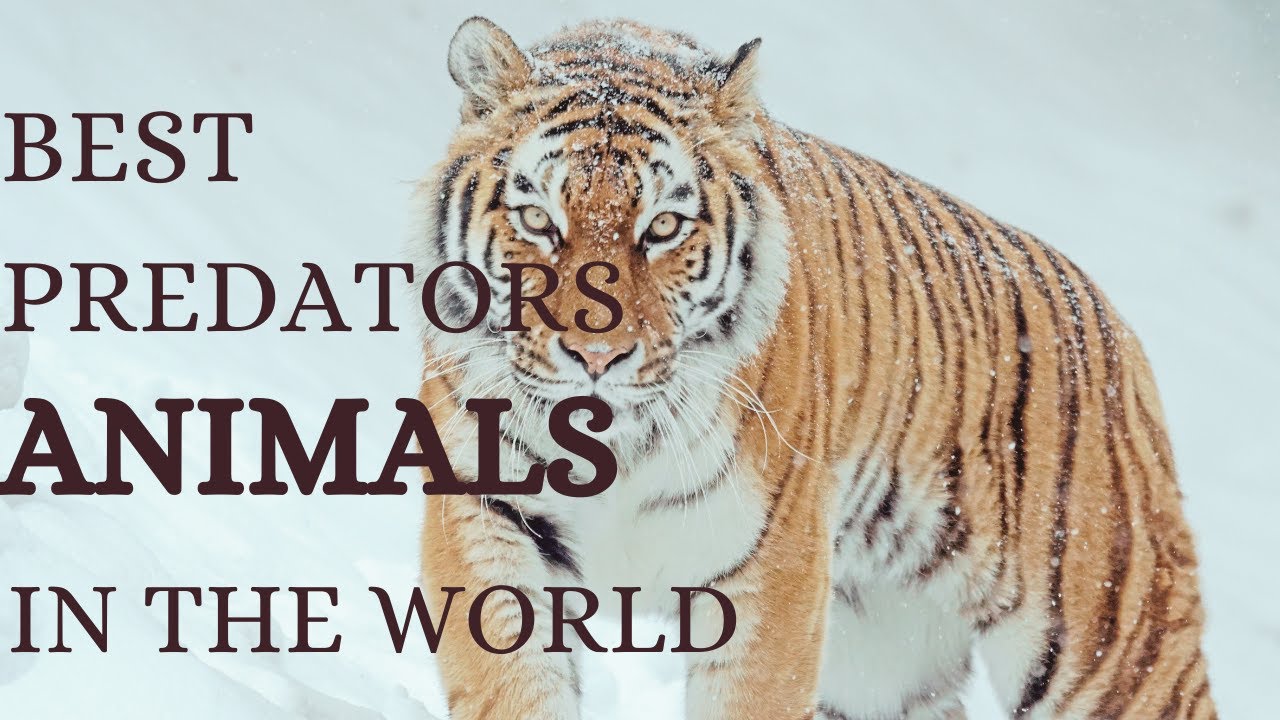 TOP 5 MOST PREDATORS IN THE WORLD - YouTube