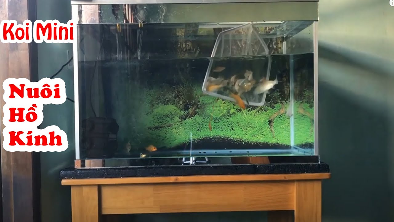 Nuôi Cá Koi Mini Bằng Hồ Kính - Breeding mini koi fish by glass ...