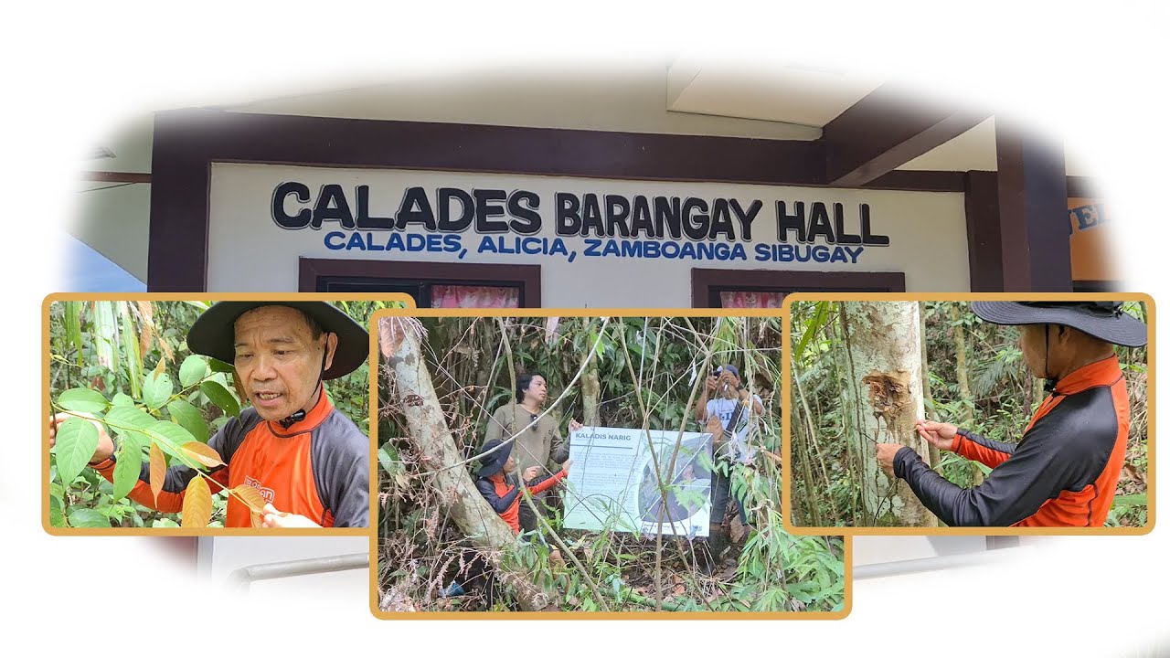 Extinct tree found back to life- The Calades Narig - YouTube