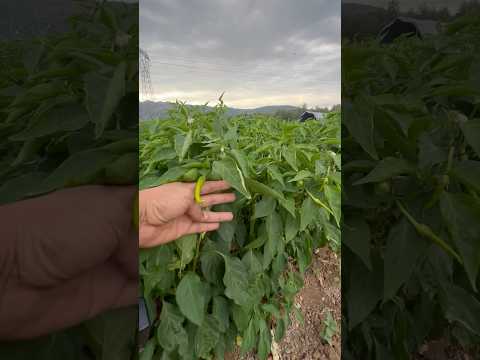 Biber tarlası #biber #pepper #agriculture #üretim #köy #ziraat #üretim #doğa #tarla #meyve #rose