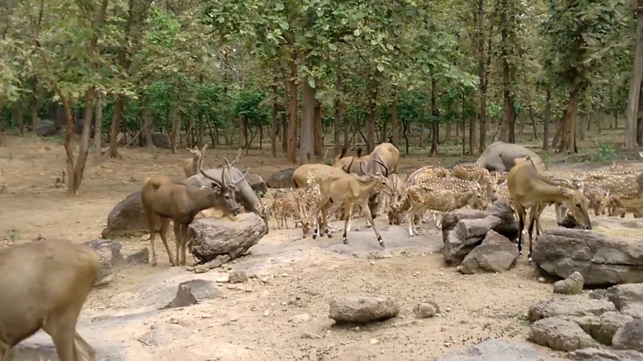 Kawal Wildlife Sanctuary Jannaram - YouTube