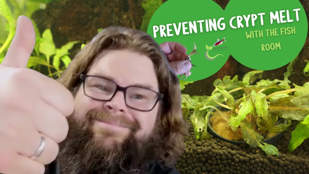 How to avoid crypt melt #crypt #aquaticplants #cryptmelt #aquarium # ...