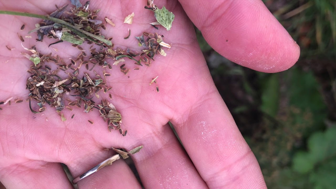 Scattering Seeds - YouTube