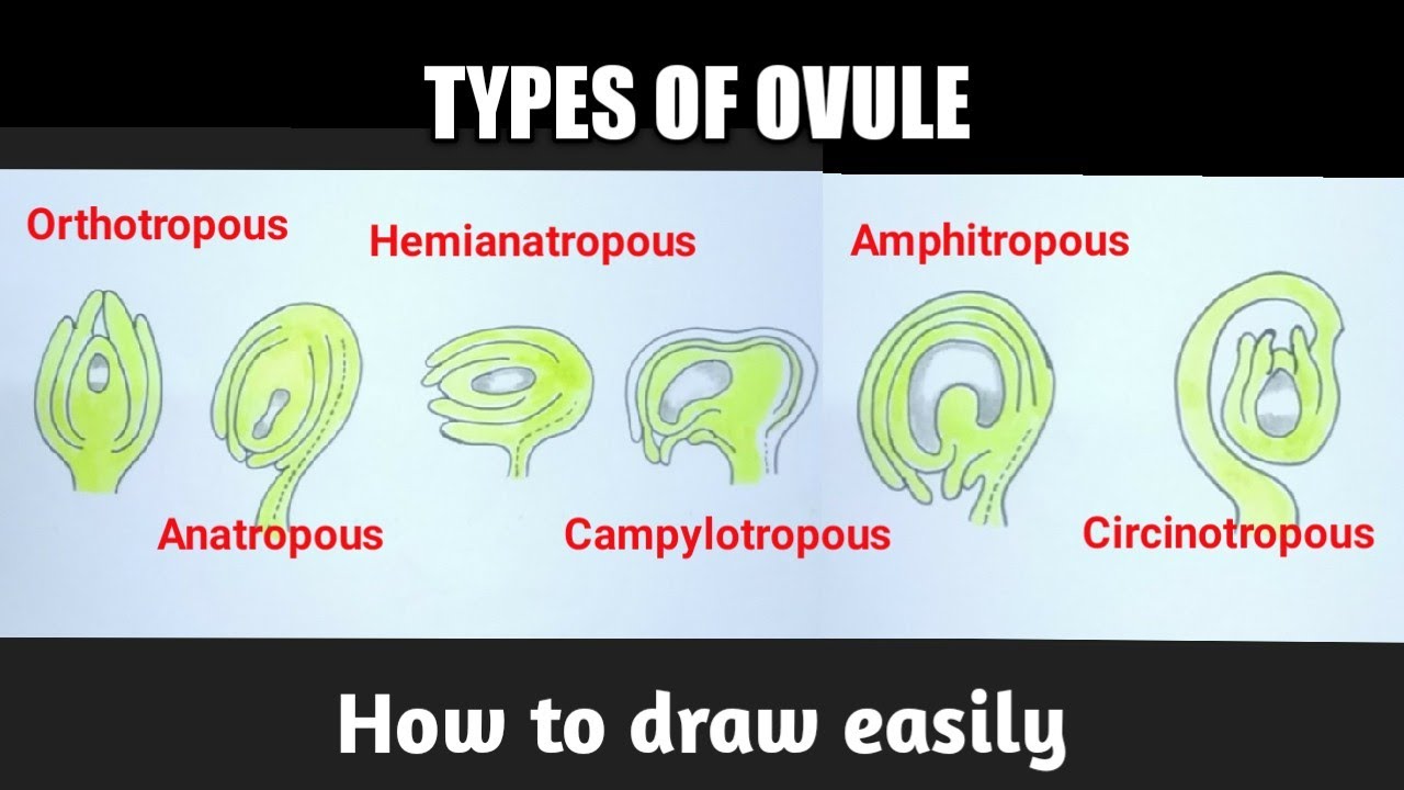 How to draw types of ovule easily class 12 - YouTube
