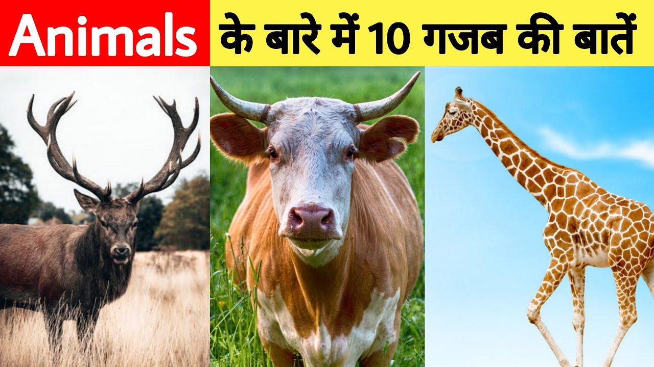Top 10 Most Amazing Animal Facts Interesting Animal Facts shorts top-10-most-amazing-animal-facts-interesting-animal-facts-shorts